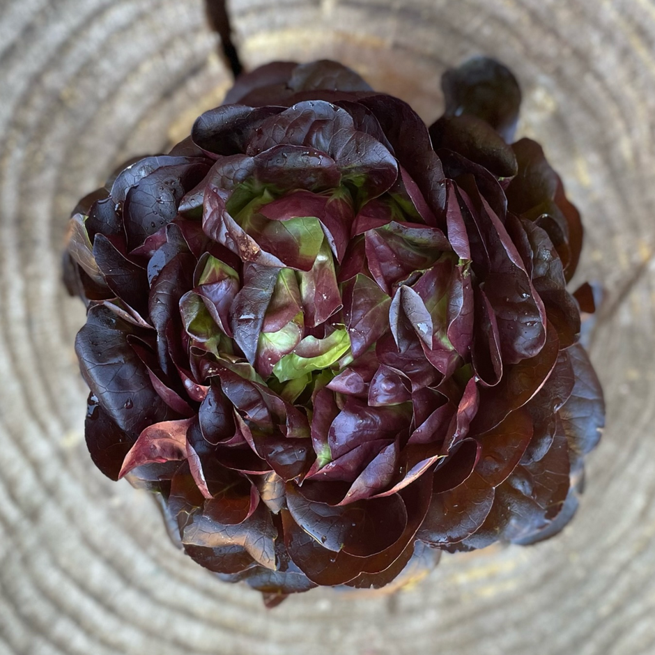 Radicle Roots Online Farm Store – Radicle Roots Farm